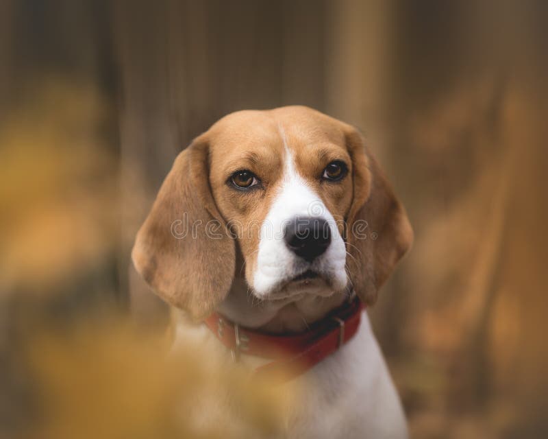 Autumn beagle dog stock photo. Image of wearing, season - 35091702
