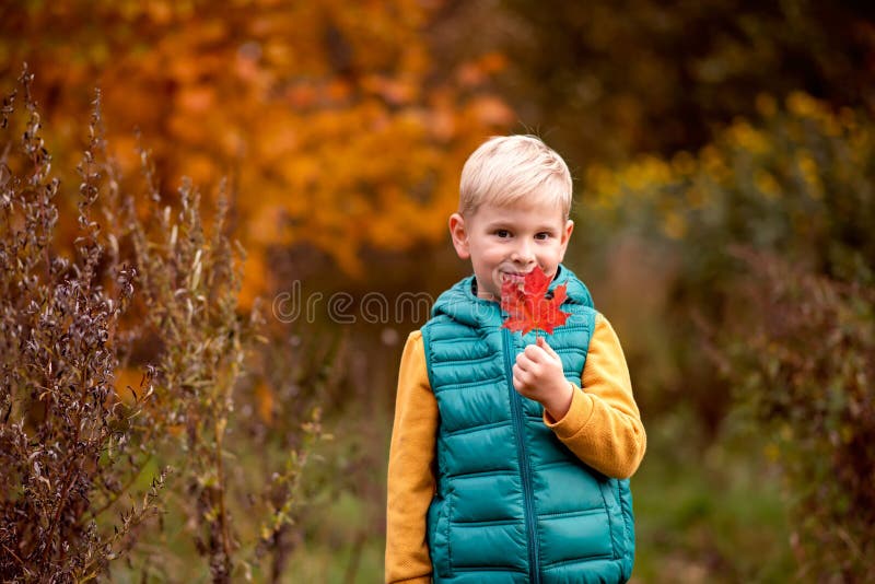 Autumn Portrait of a Cute Little Boy with Maple Leaf in the Park Stock ...