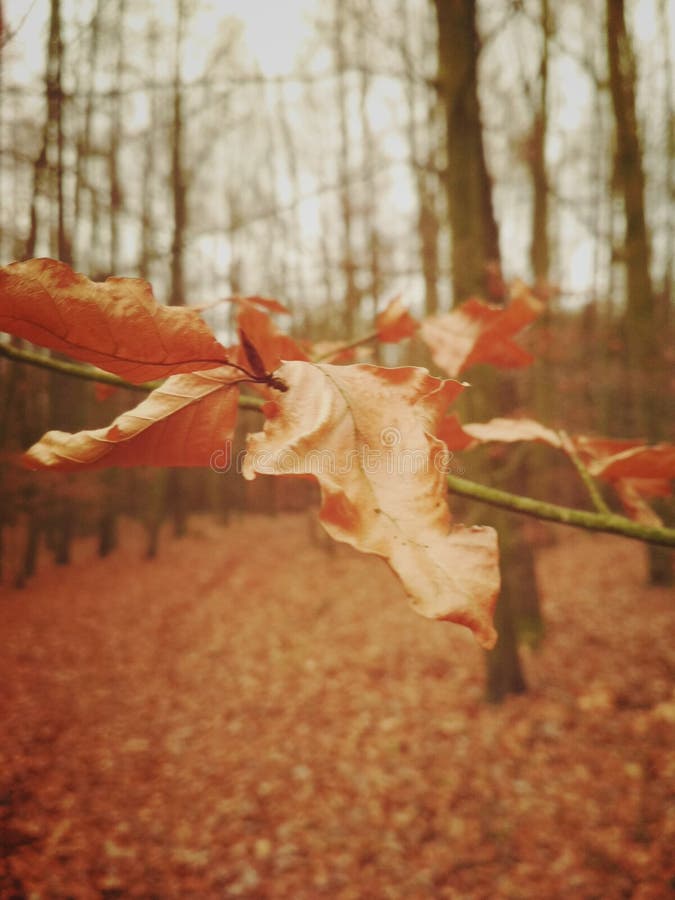 Autumn power stock photo. Image of autumn, leaf, forest - 171353740