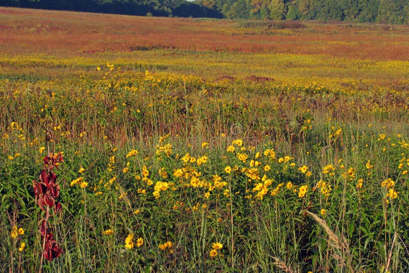 Prairie Landscape stock photo. Image of grain, green, prairie - 359568