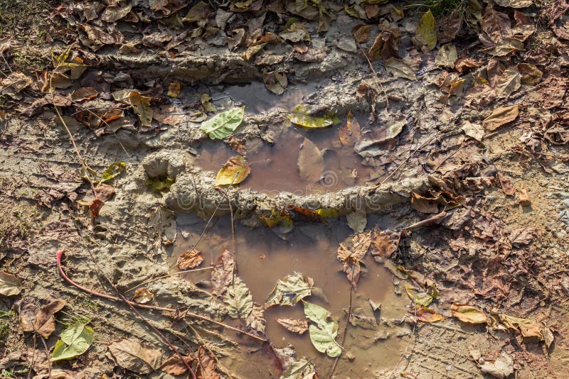 Autumn puddle with leaves stock photo. Image of texture - 85886428