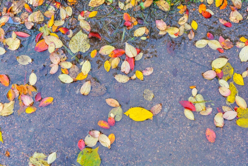 Autumn Puddle after the Rain with Colorful Fallen Autumn Leaves Stock ...
