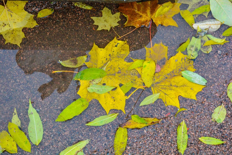 Autumn Puddle after the Rain with Colorful Fallen Autumn Leaves Stock ...