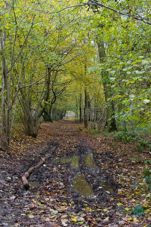 Autumn puddle scene stock image. Image of landscape, woodland - 6948805