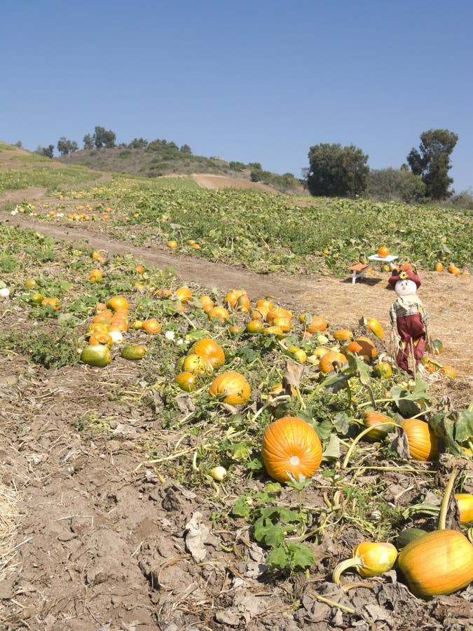 Autumn Pumpkin Field stock photo. Image of october, ripe - 16644820