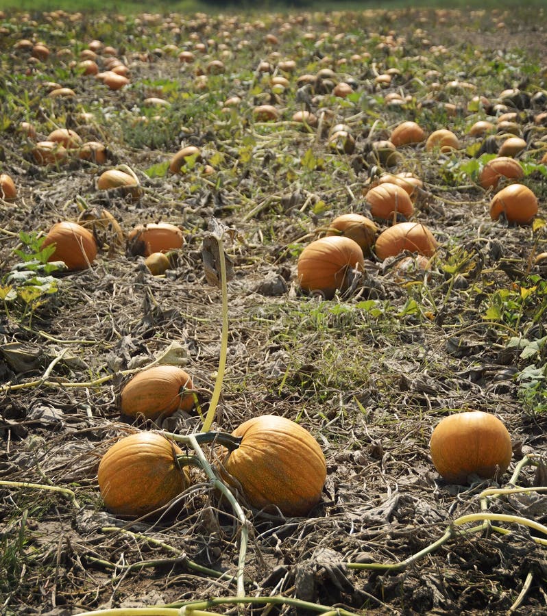 Autumn Pumpkin Patch stock image. Image of farm, outdoors - 33582485