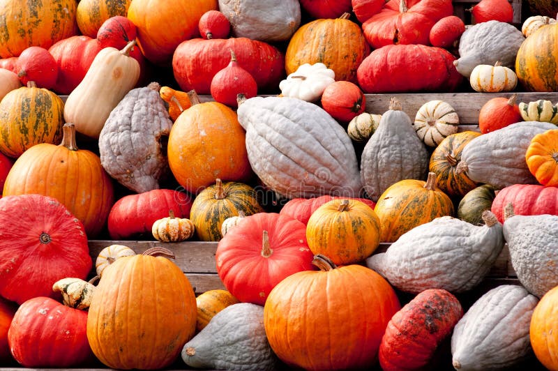 Autumn Pumpkins stock image. Image of agriculture, autumnal - 21803079