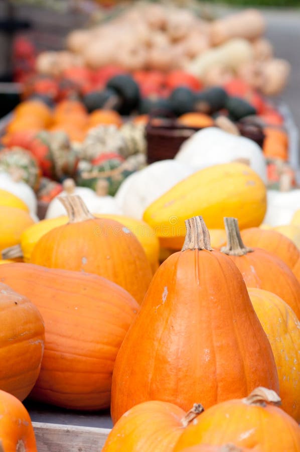 Autumn Pumpkins stock image. Image of color, november - 21803279