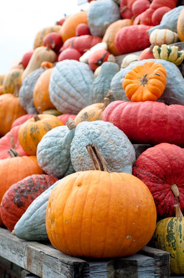 Autumn Pumpkins stock photo. Image of orange, food, halloween - 21811892
