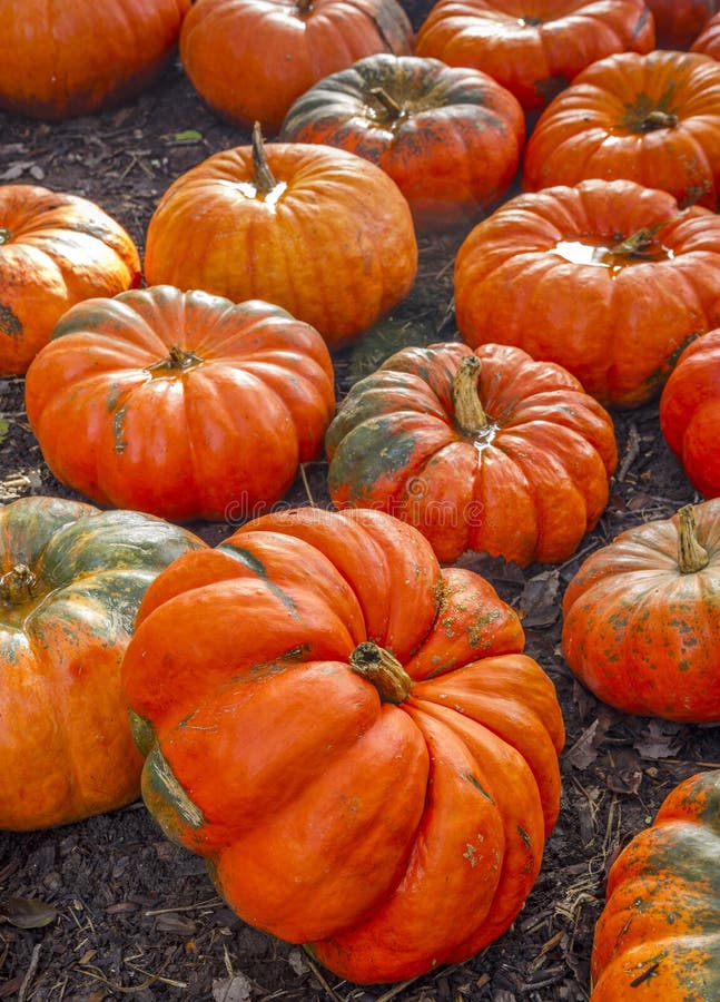 Autumn Pumpkins stockfoto. Bild von selbstgezogen, hell - 63062416