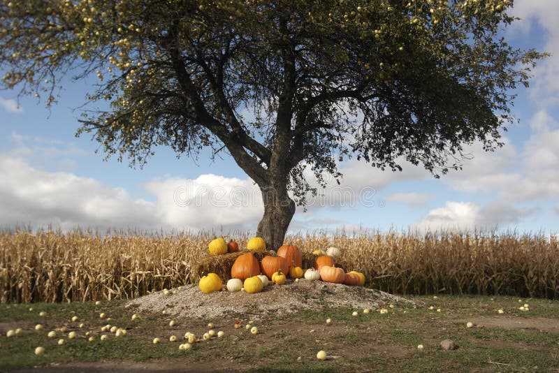 Autumn Pumpkins, Apple Tree, and Corn Fields Stock Photo - Image of ...