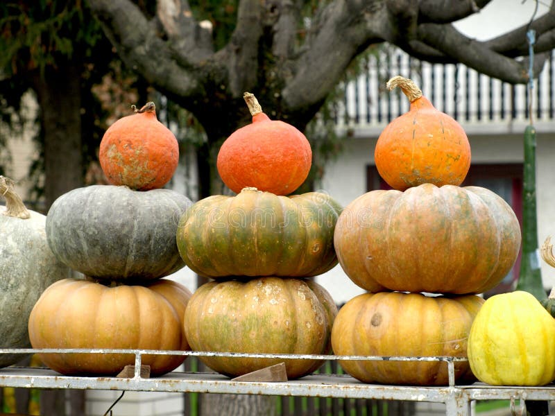 Autumn pumpkins stock photo. Image of decoration, food - 54467968