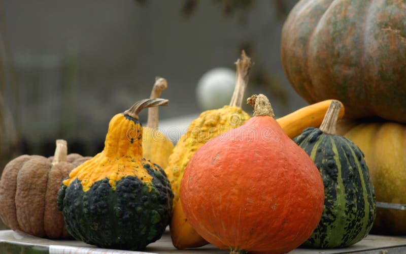 Autumn pumpkins stock image. Image of vegetable, nature - 54468367