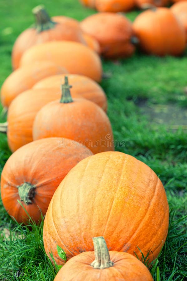 Autumn pumpkins in a row stock photo. Image of organic - 27269646