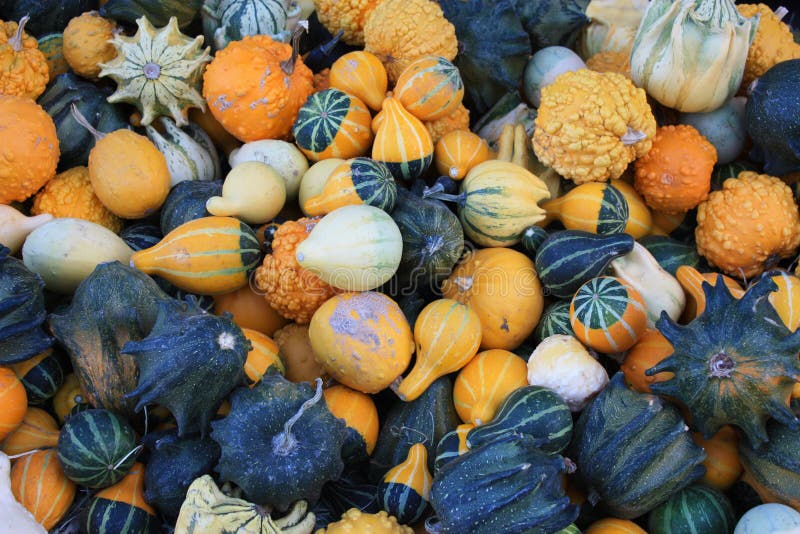 Autumn Pumpkins and Squash stock image. Image of harvest - 16083771