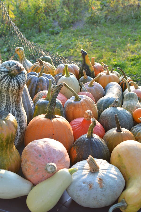 Autumn Pumpkins and Squashes Stock Photo - Image of orange, decorative ...