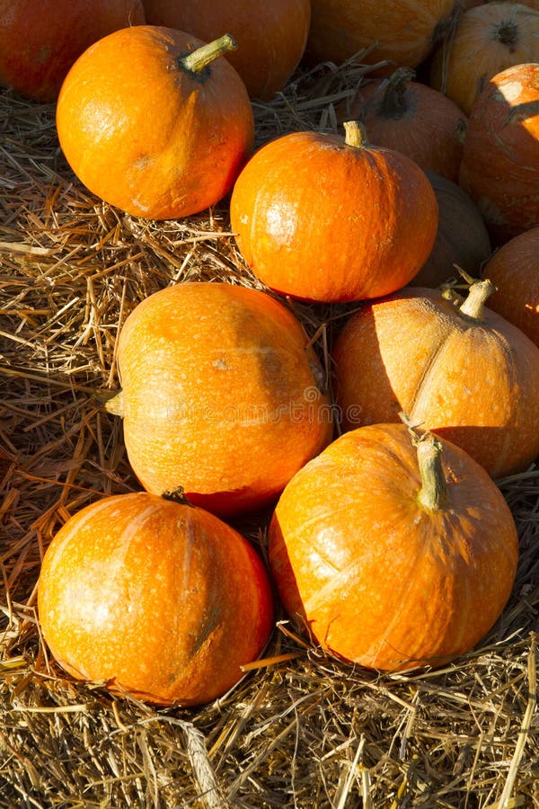 Autumn pumpkins on straw stock photo. Image of carving - 45953318