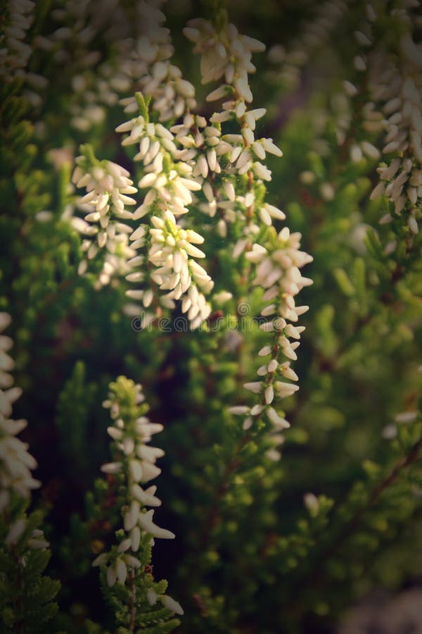 Autumn Purple Heather Illuminated by the Morning Sun Stock Photo ...