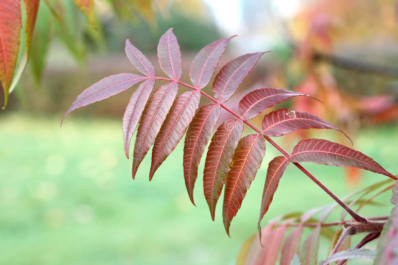 Autumn - Purple and Red Leaves on Sumac Tree Against Green Trees Stock ...