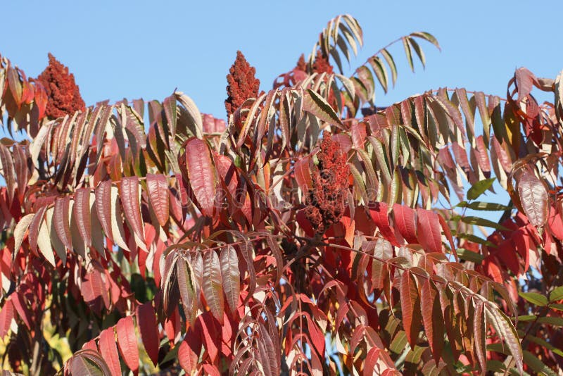 Autumn - Purple and Red Leaves on Sumac Tree Against Blue Sky Stock ...