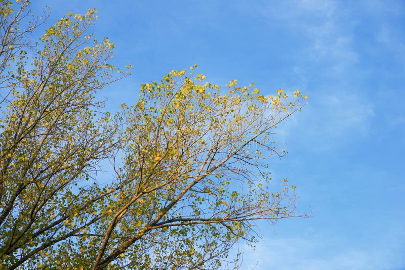 Autumn in the Pyrenees stock image. Image of leaf, branch - 173914919