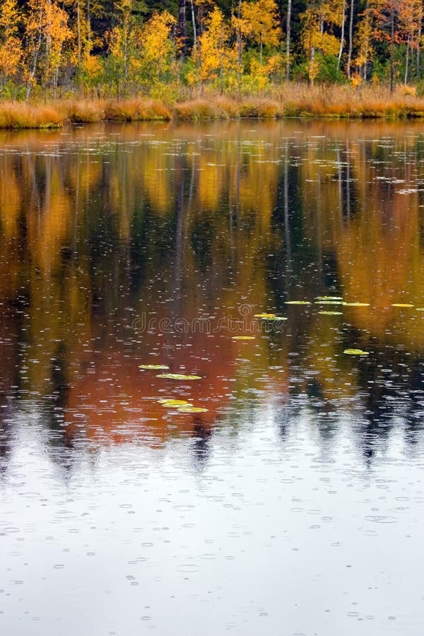 Autumn rain stock photo. Image of birch, foliage, landscape - 1902604