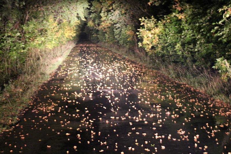 Autumn Rain on the Night Road Home Stock Photo - Image of autumn ...