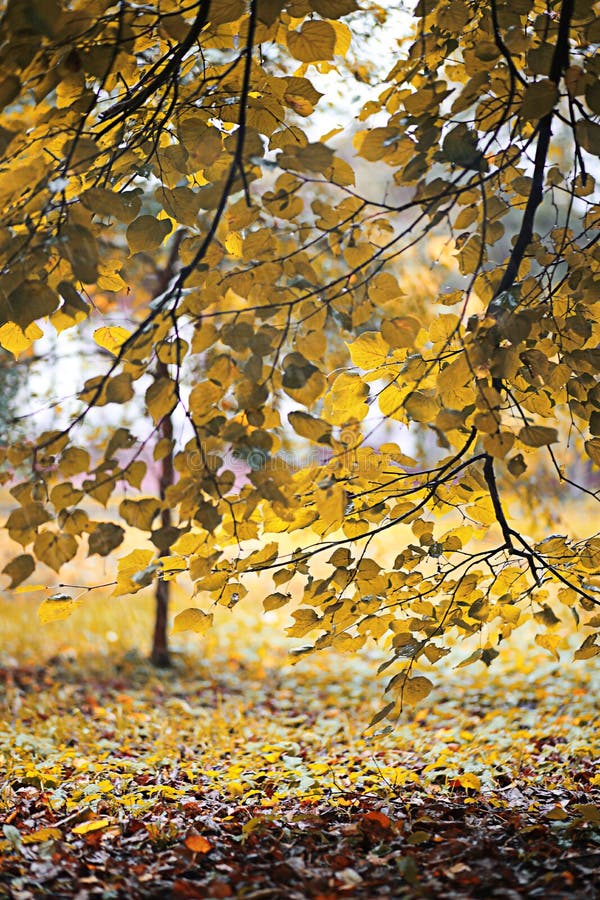 Autumn rain in the park stock image. Image of concept - 157782391