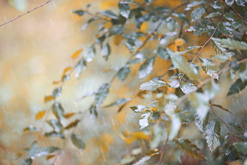 Autumn rain in the park stock photo. Image of alley - 199608226