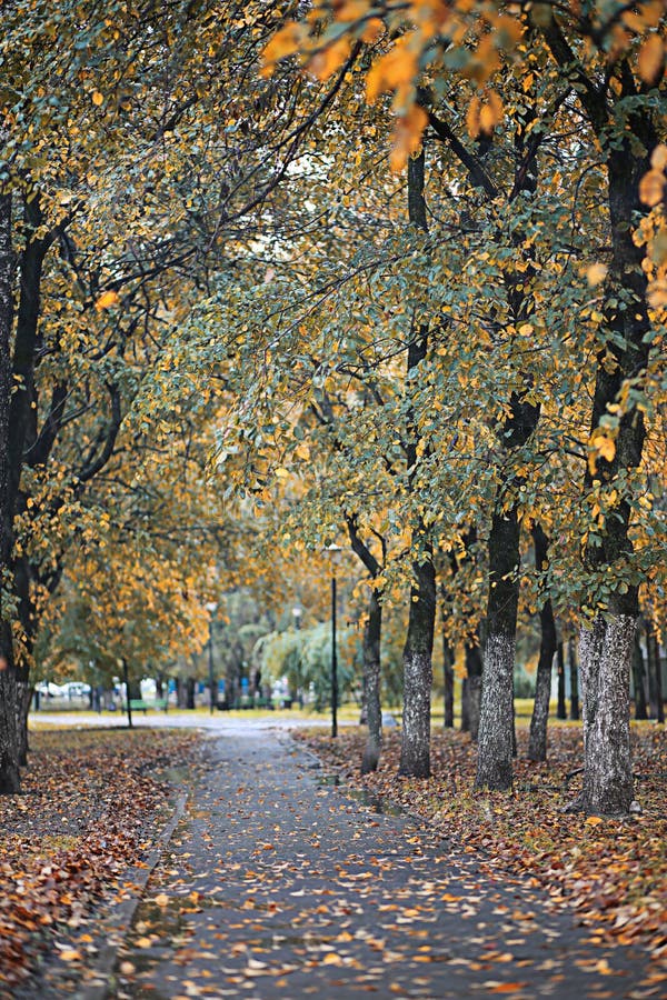 Autumn rain in the park stock photo. Image of bench - 157782988
