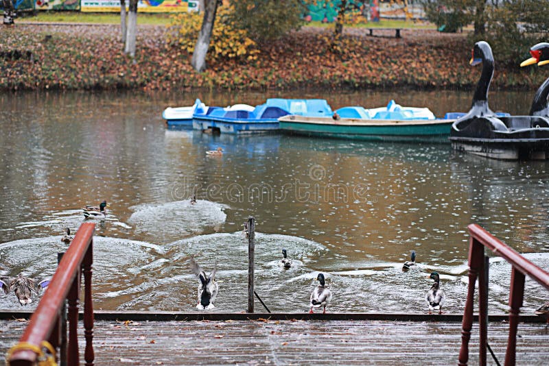 Autumn rain in the park stock image. Image of city, beautiful - 199606363