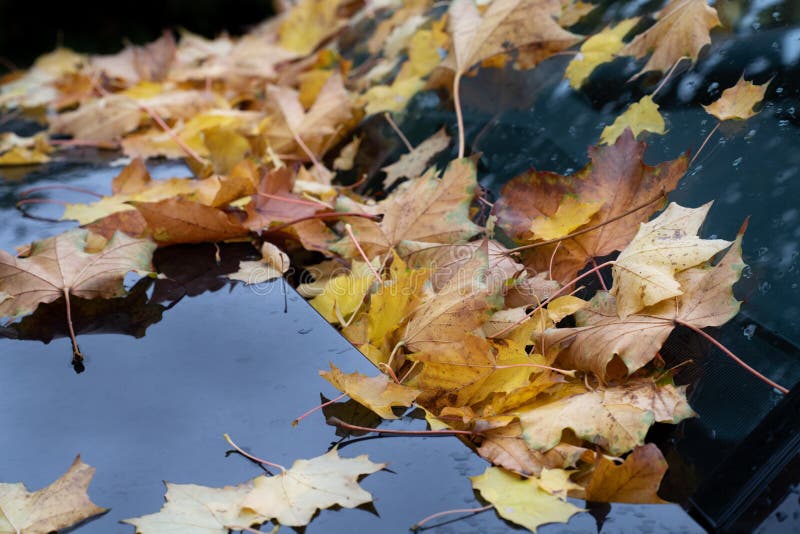 In Autumn, after the Rain, There are Many Colorful Autumn Leaves that ...