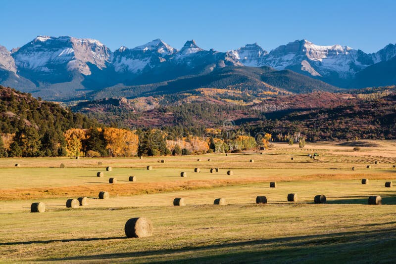 Cows in pasture stock image. Image of graze, meadow, grazing - 2132777