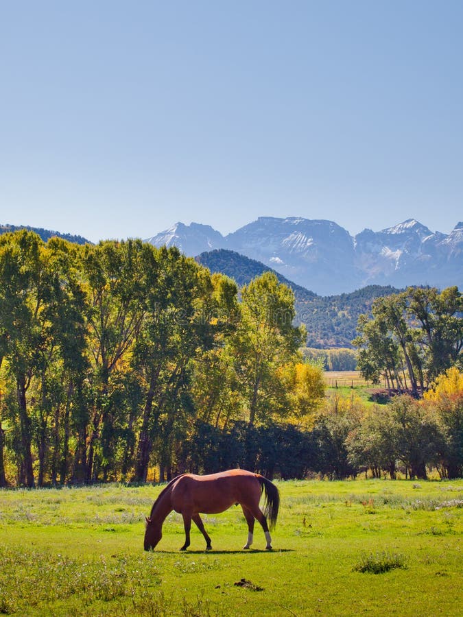 Autumn on the Ranch stock image. Image of domestic, posture - 33481805