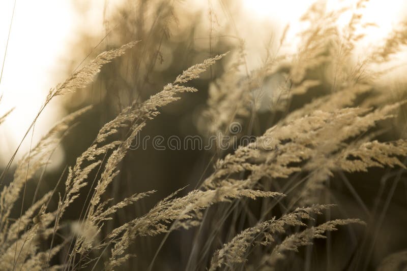 Random grass texture stock image. Image of texture, fields - 213314801