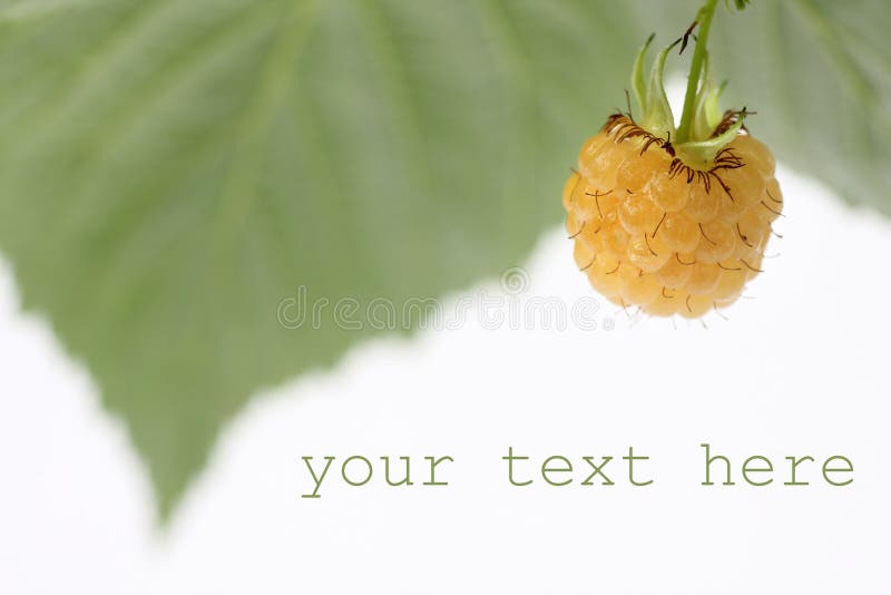 Autumn raspberry stock photo. Image of copy, autumn, leaf - 6946226