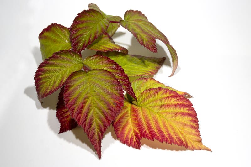 Autumn Raspberry Leaves on a Branch on White Stock Image - Image of ...