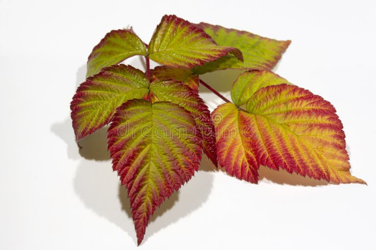 Autumn Raspberry Leaves on a Branch on White Stock Photo - Image of ...