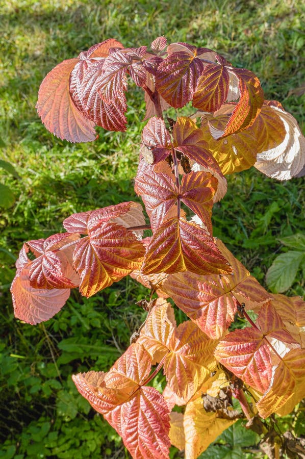 Autumn Raspberry Leaves of Various Colors are Illuminated by the Sun ...