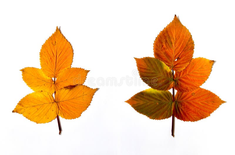 Autumn Raspberry Leaves on a White Background Stock Photo - Image of ...