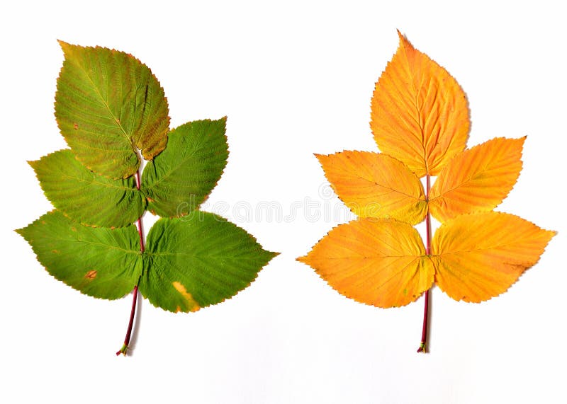 Autumn Raspberry Leaves on a White Background Stock Image - Image of ...