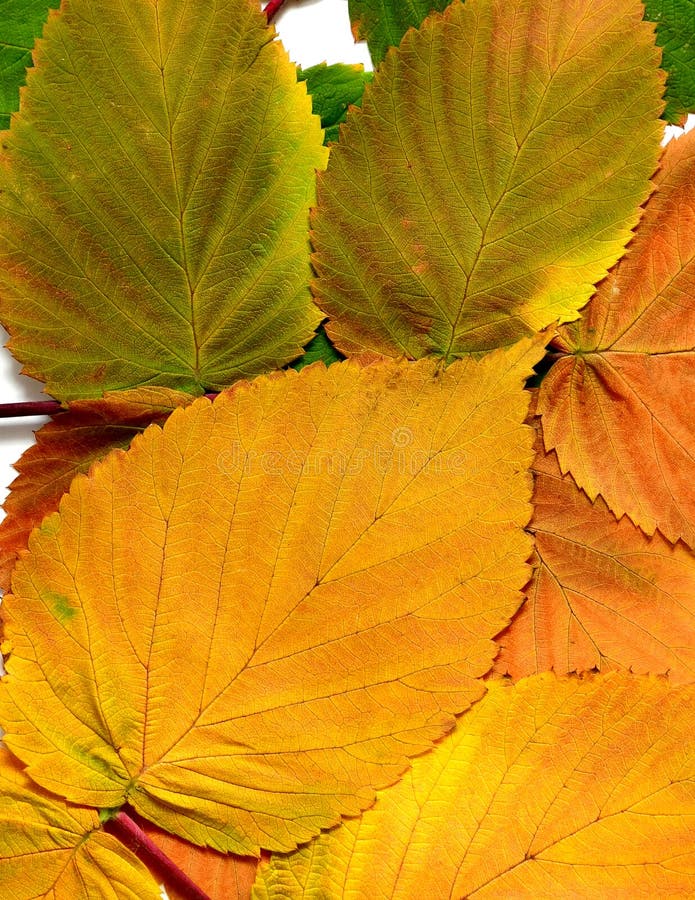 Autumn Raspberry Leaves on a White Background Stock Image - Image of ...