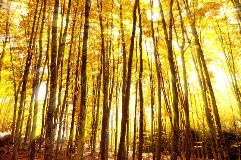 Autumn rays stock image. Image of idyllic, magnificent - 21964615