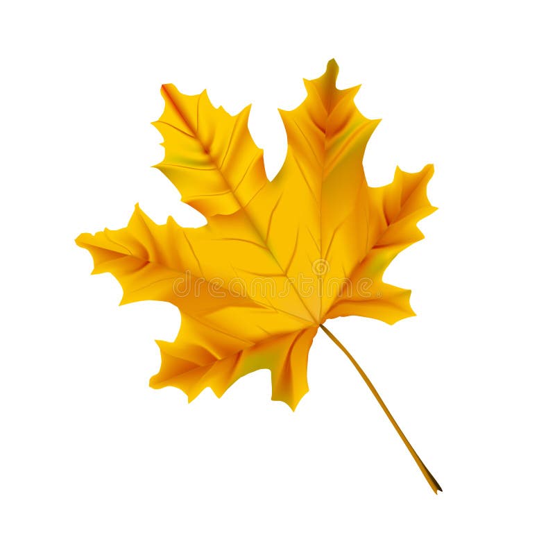 Autumn Realistic Maple Leaf Stock Illustration - Illustration of maple ...