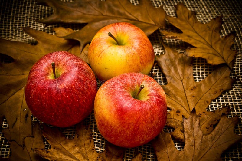 Autumn red apples stock image. Image of seasonal, foliage - 10639011
