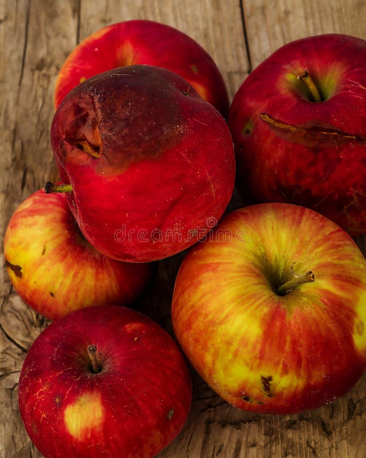 Autumn red apples closeup stock photo. Image of harvest - 59841566