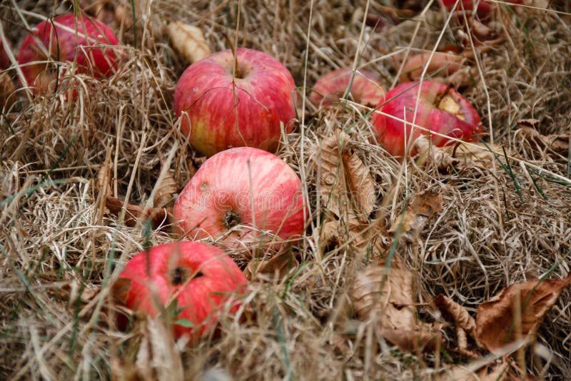 Autumn. Red Apples Fall To the Ground. Stock Image - Image of collect ...