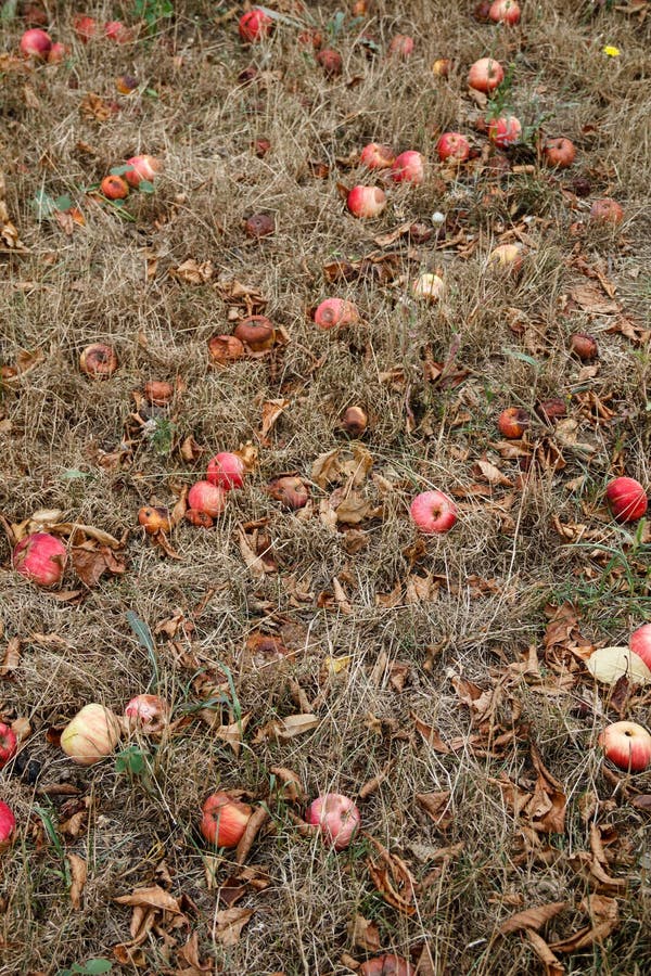 Autumn. Red Apples Fall To the Ground. Stock Image - Image of yellow ...
