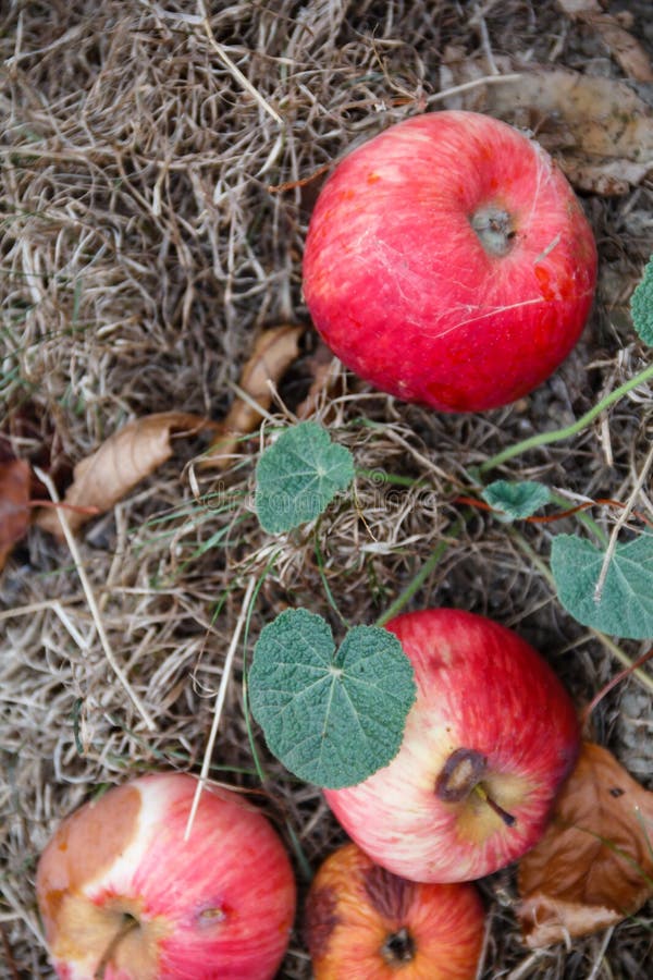 Autumn. Red Apples Fall To the Ground. Stock Photo - Image of yellow ...