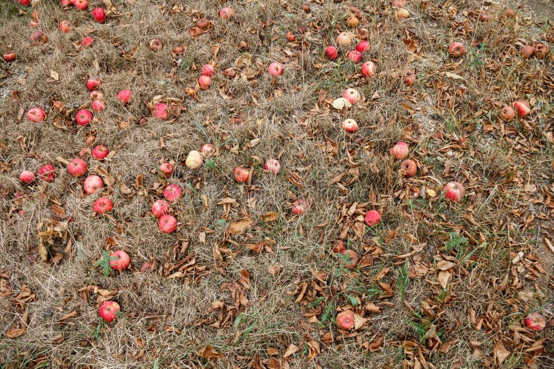 Autumn. Red Apples Fall To the Ground. Stock Image - Image of season ...